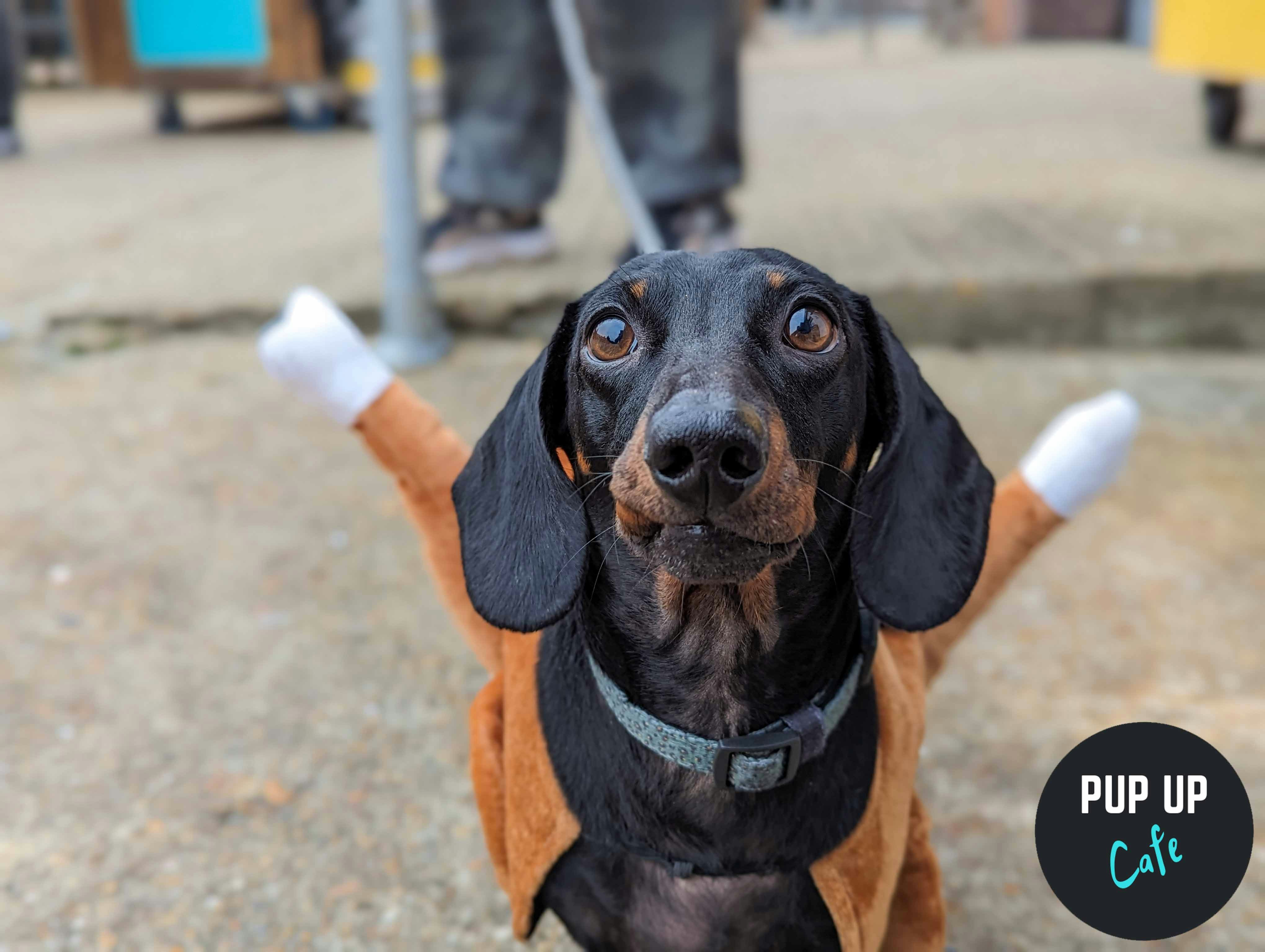 London | Pup Up Cafe