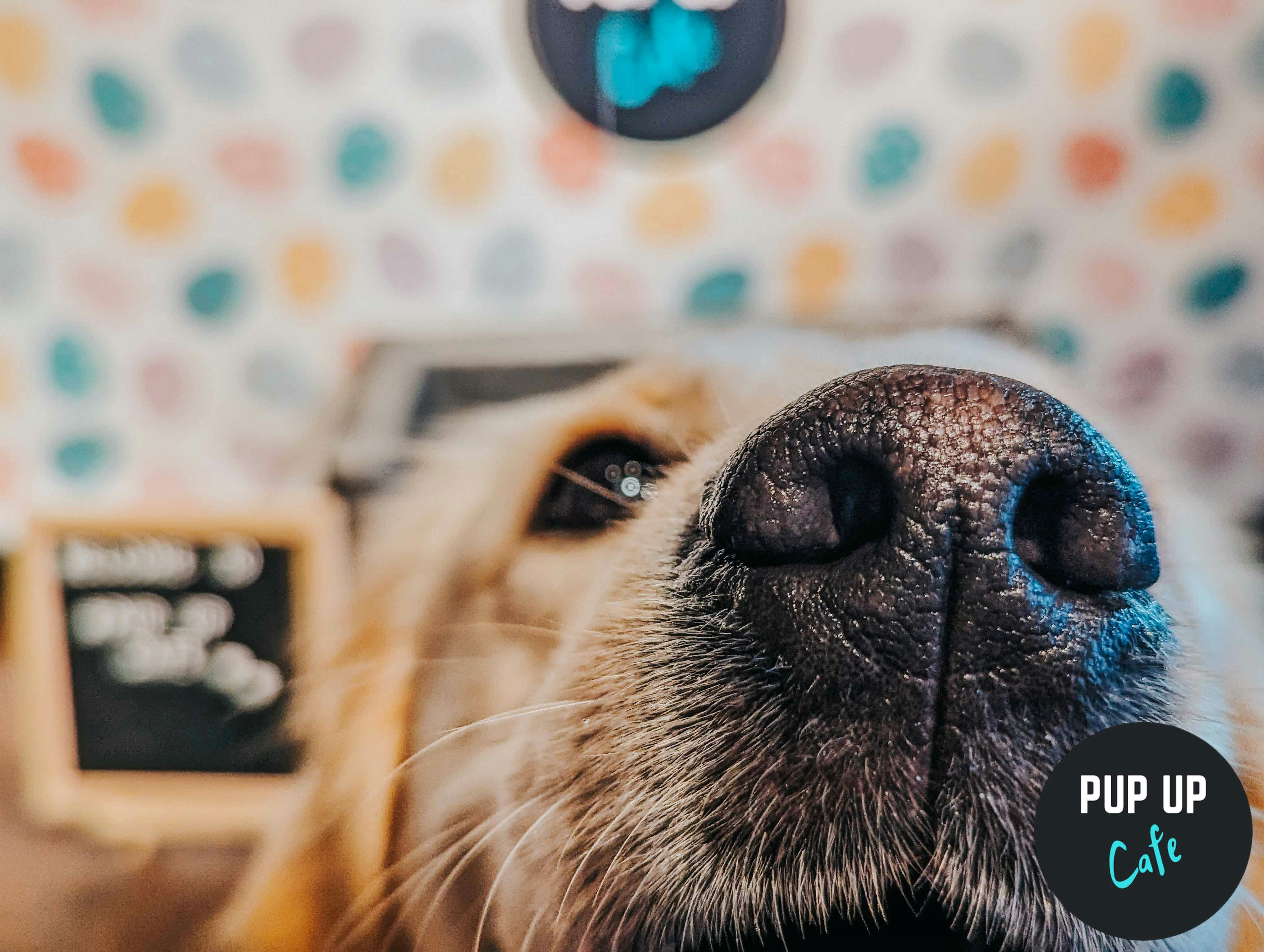 Pup Up Cafe | All Events