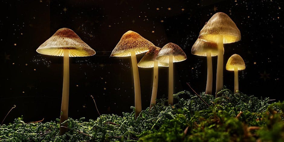 Seed Talks: The Science of Magic Mushrooms with Dr Mourad Wahba at The ...